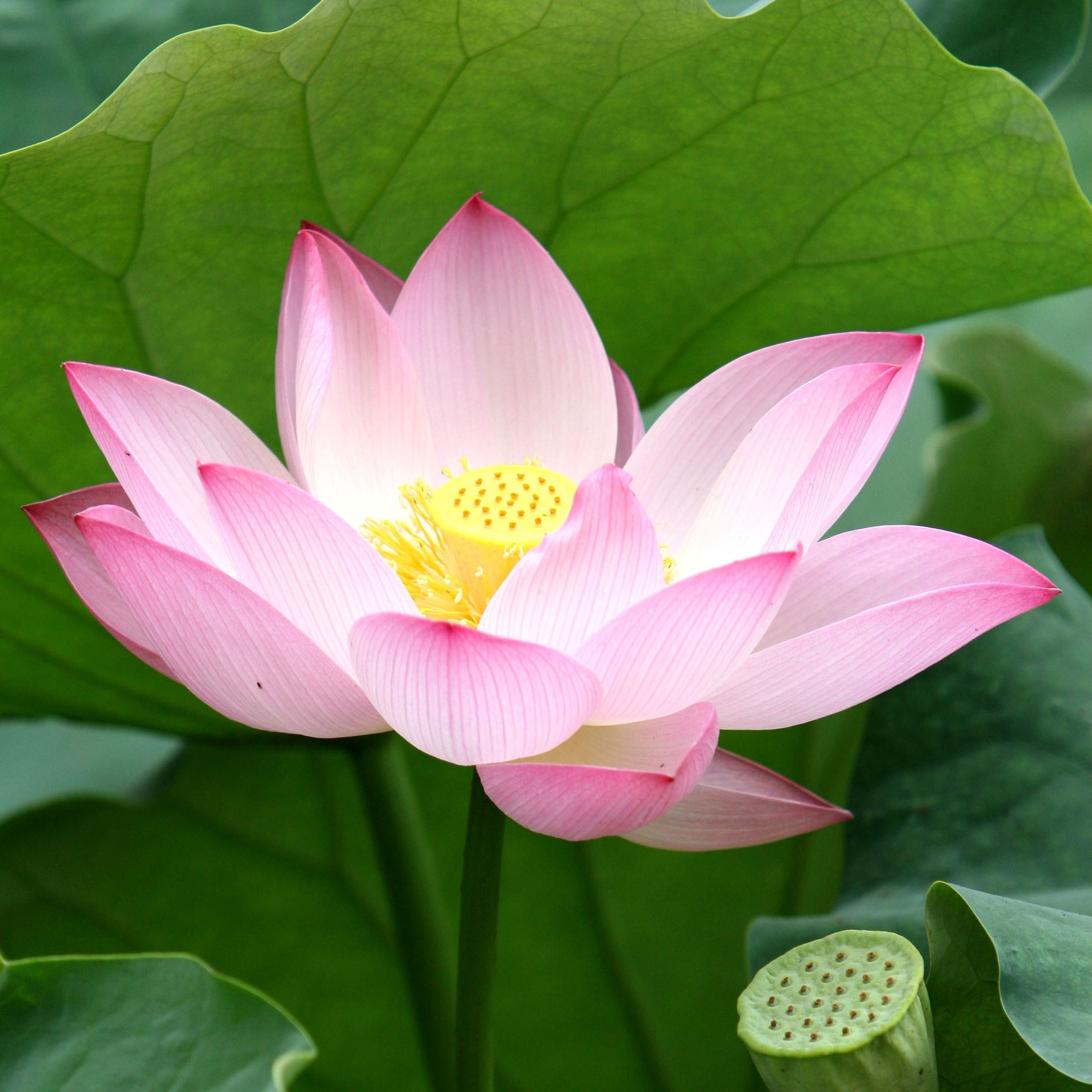 Course Showcase - SOC 1300 - Asia in Global Perspective - CTLD Ready